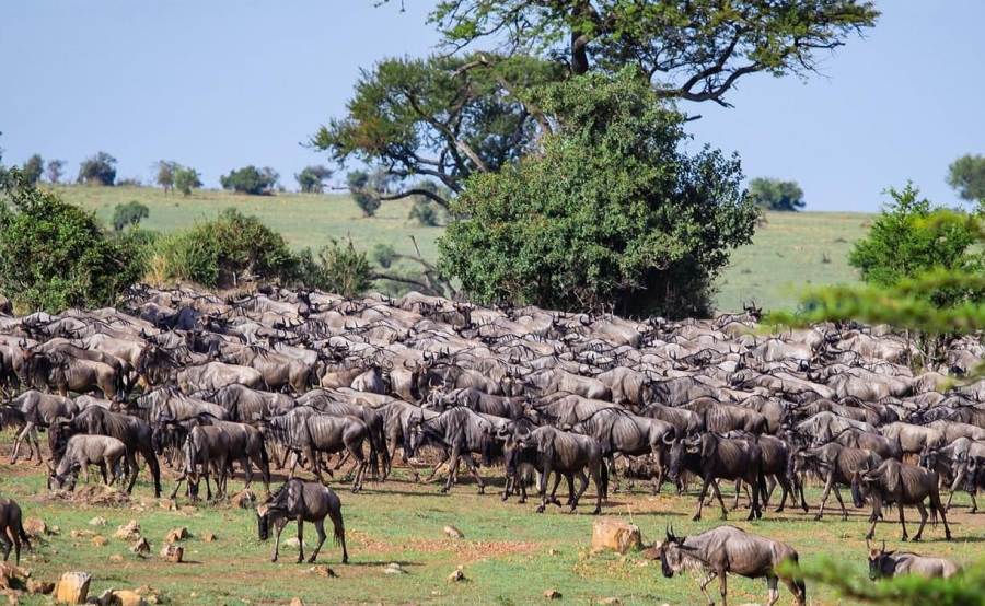 Terkenal dengan Migrasi Setiap Tahunnya, Inilah Fakta Unik Wildebeest