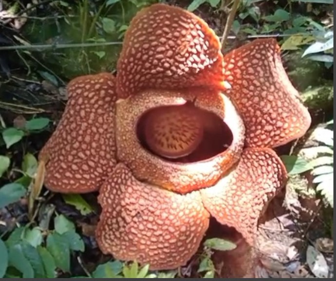 Fakta Unik Rafflesia Arnoldi, Sedang Mekar Sempurna di Liku 9 Kepahiang
