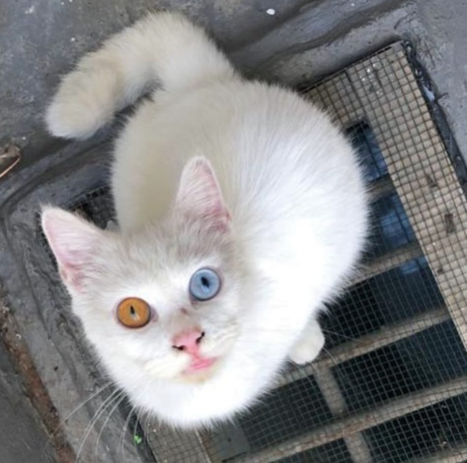 Fakta Unik Kucing Odd Eye, Si Cantik Bermata Dua Warna yang Menakjubkan