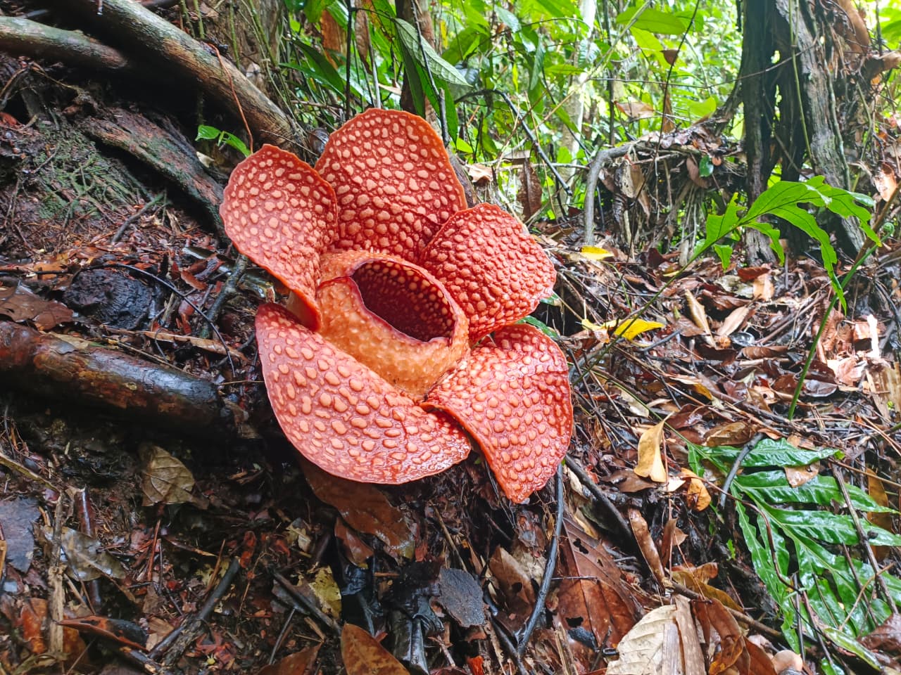 Rafflesia Kemumuensis Mekar di Tengah Hujan