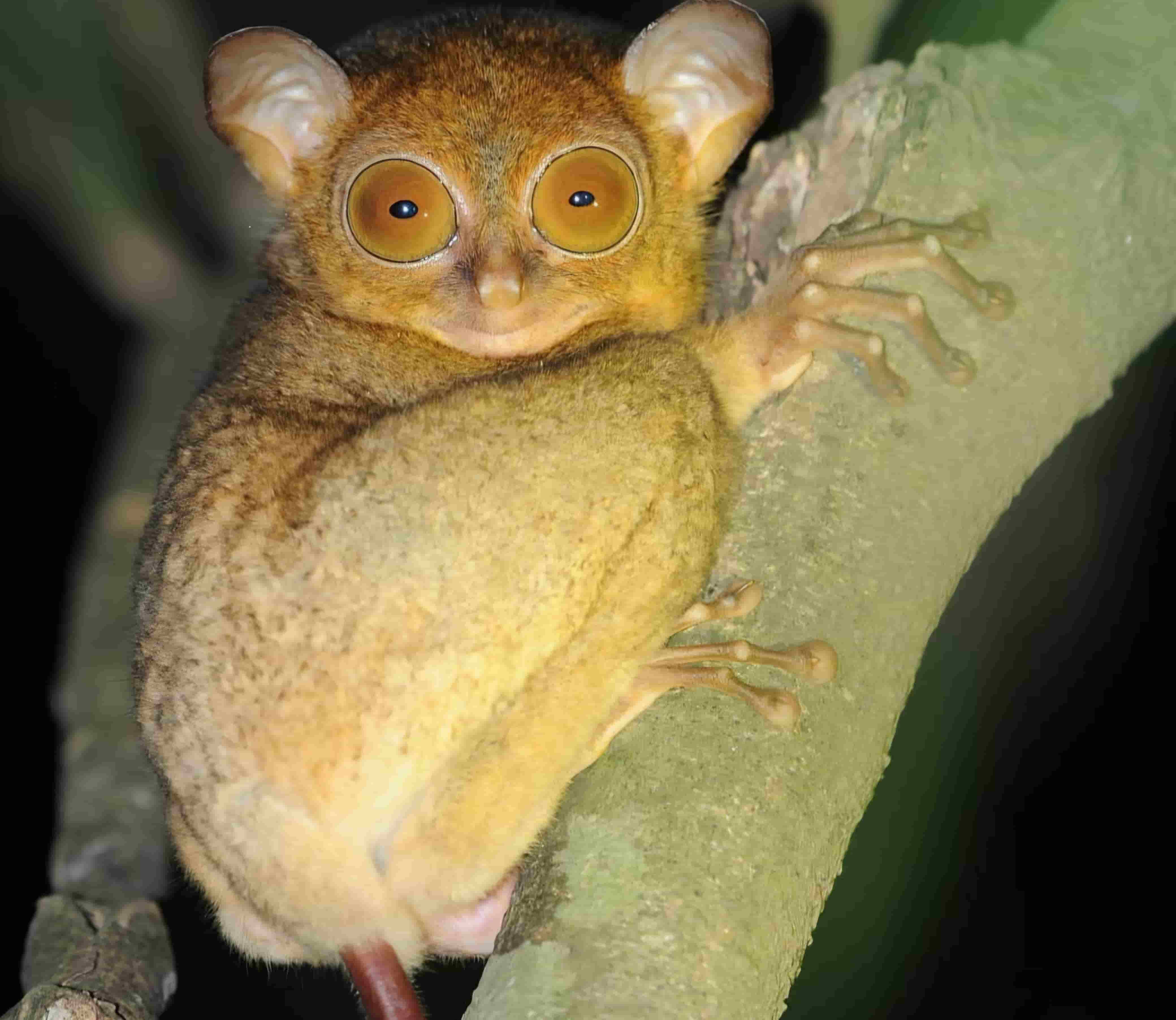 Tatapan Malam dari Hutan Sulawesi, Pesona Unik Tarsius yang Mendunia