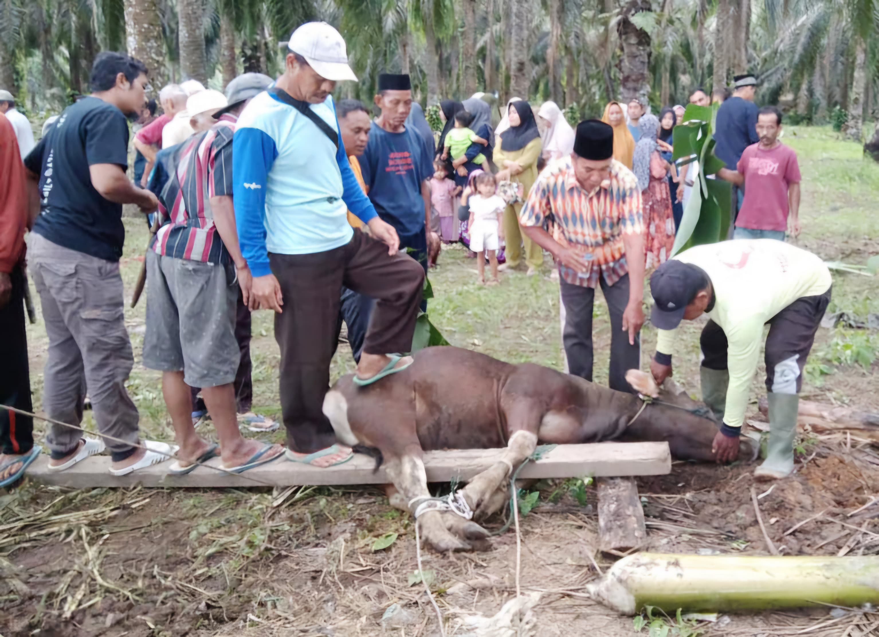 Ketersediaan Hewan Kurban di Mukomuko 2025 Cukup Aman dan Terjamin Sehat!