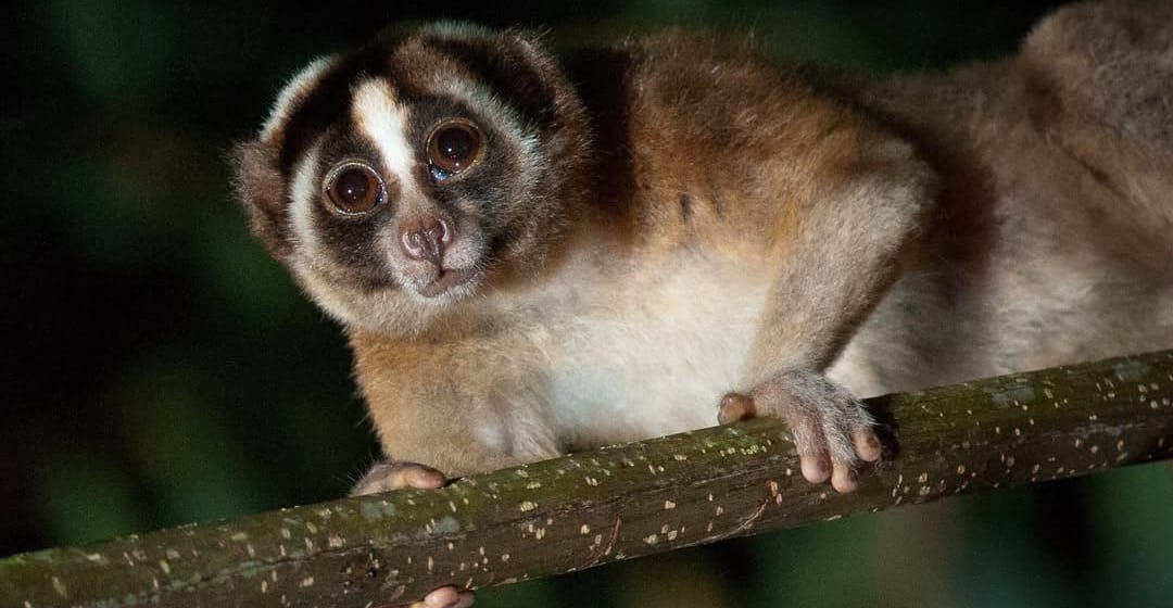 5 Fakta Menarik Tentang Kukang, Si Primata Bermata Besar yang Dilindungi