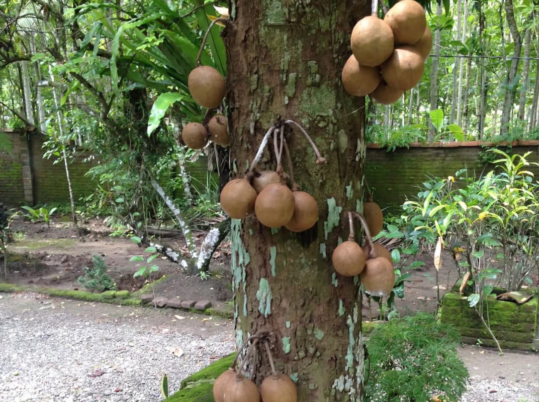 Kepel, Buah Langka Warisan Keraton yang Pernah Jadi Simbol Bangsawan Jawa